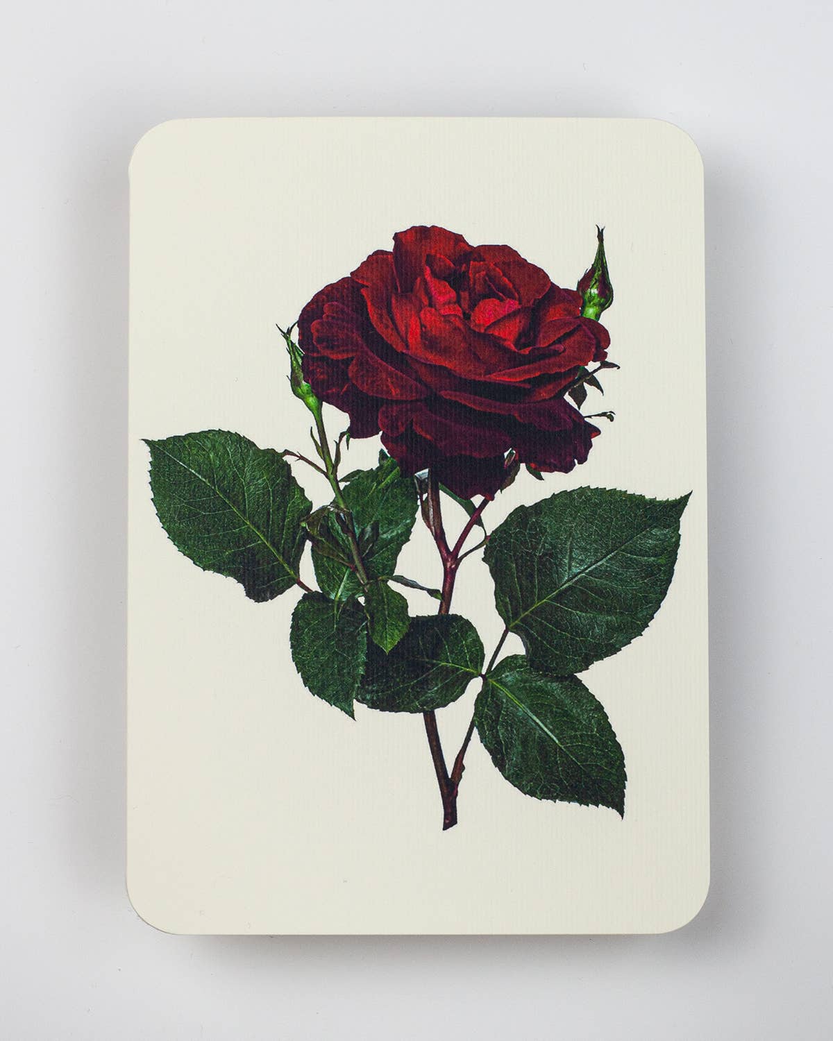 Valentines Red Rose Greeting Card | Birthday Card – Vicolo Via Mameli